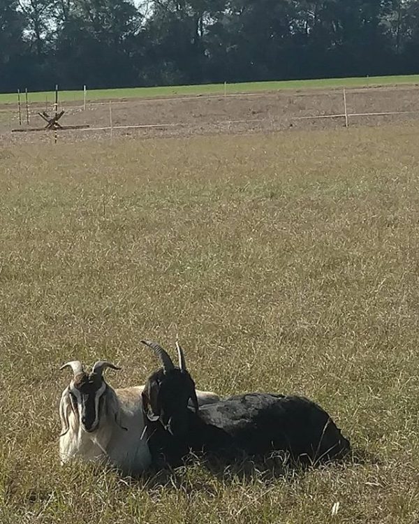 what-do-goat-sisters-talk-about-after-a-hard-morning-of-grazing-we ...