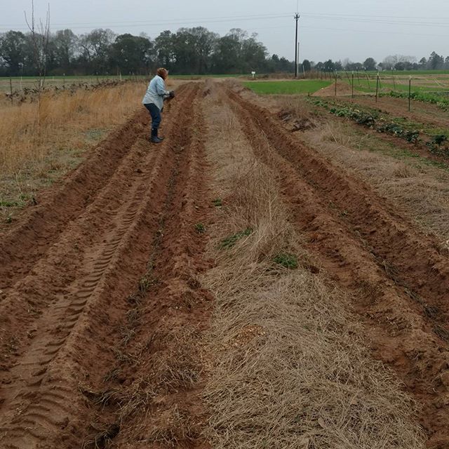 if-you-enjoy-asparagus-from-avalon_farms-take-a-look-at-these.-youll-be ...