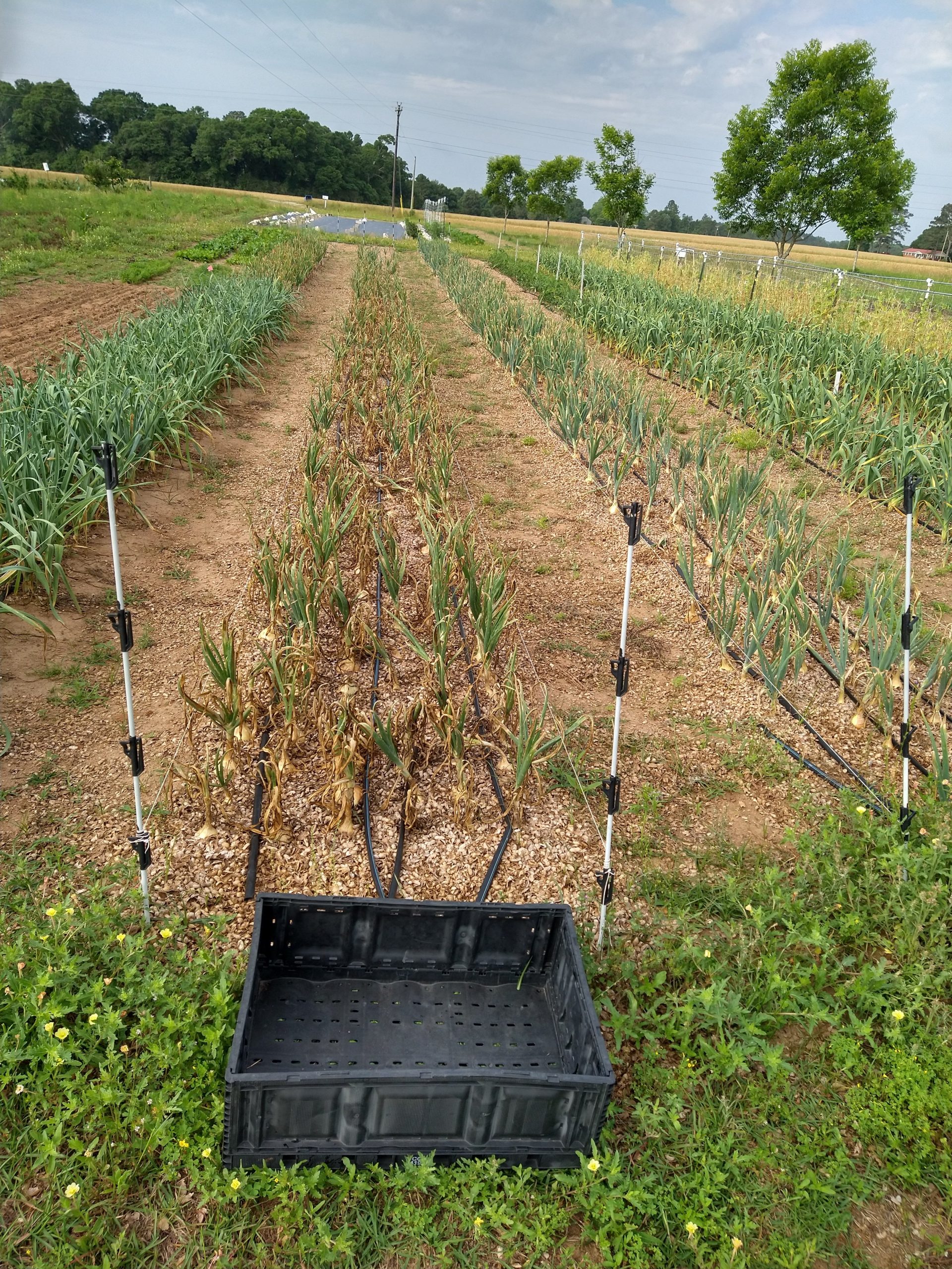 It’s time! – Avalon Farms